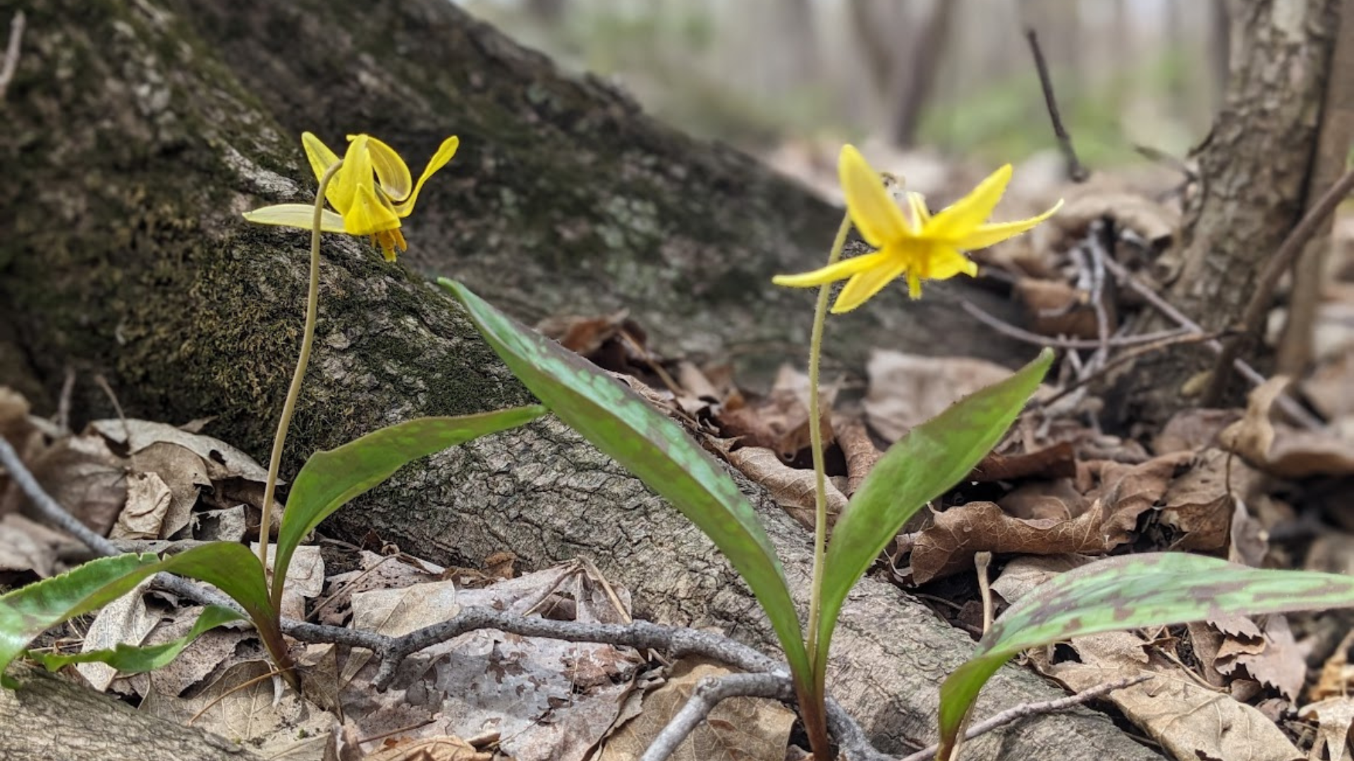 CANOPÉE lance sa programmation printanière dans les bois de Laval ...